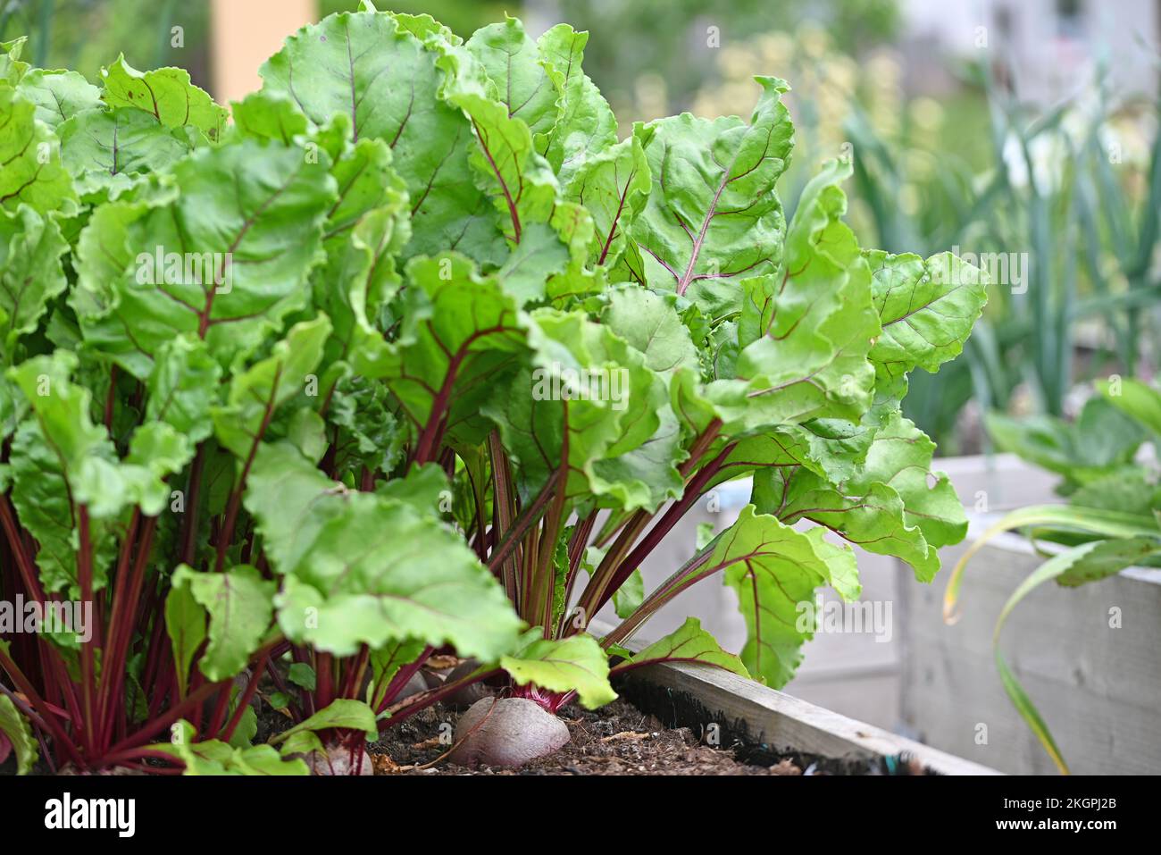Red beet in a planter from the vegetable garden Stock Photo - Alamy