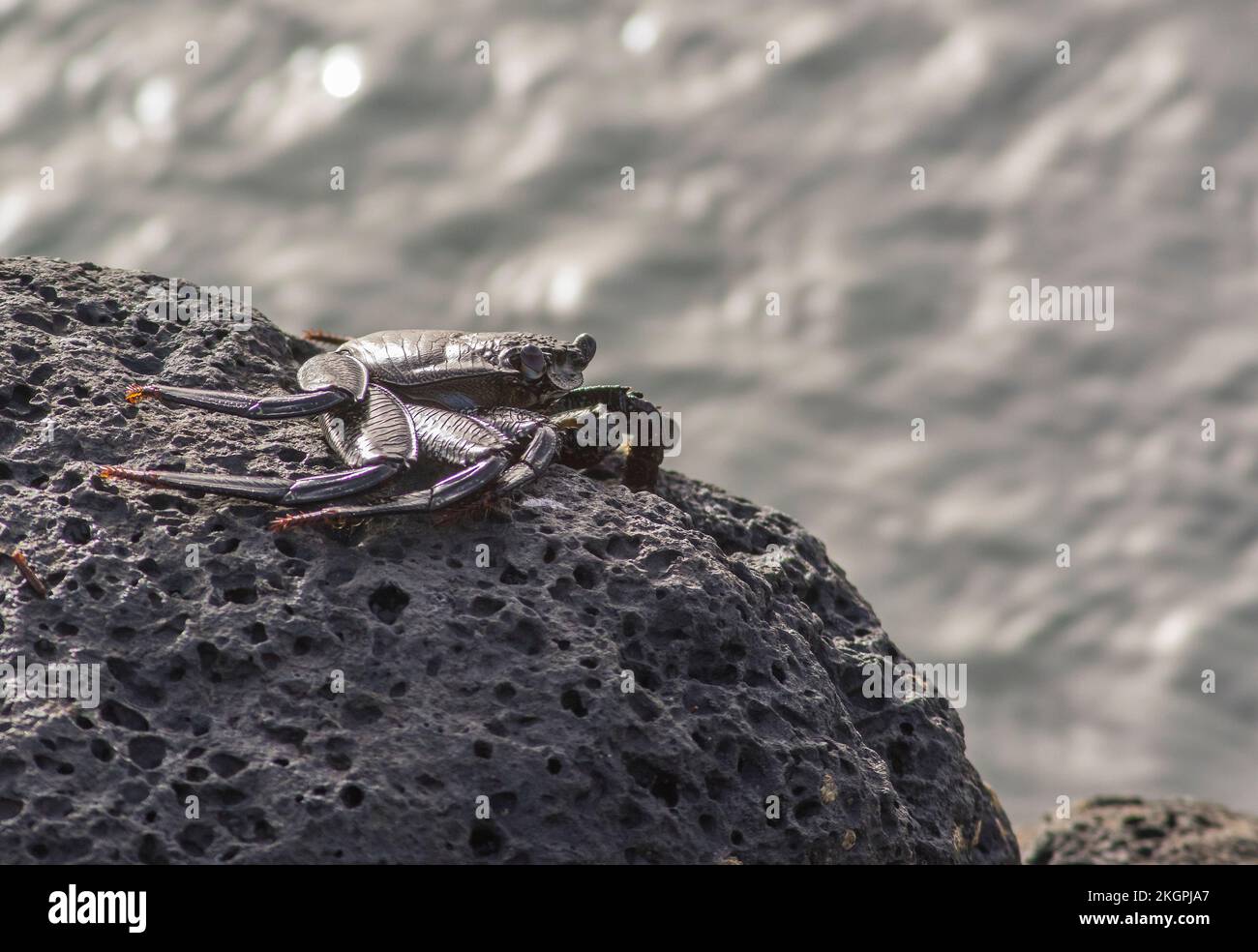 Grapsus adscensionis red rock hi-res stock photography and images - Alamy