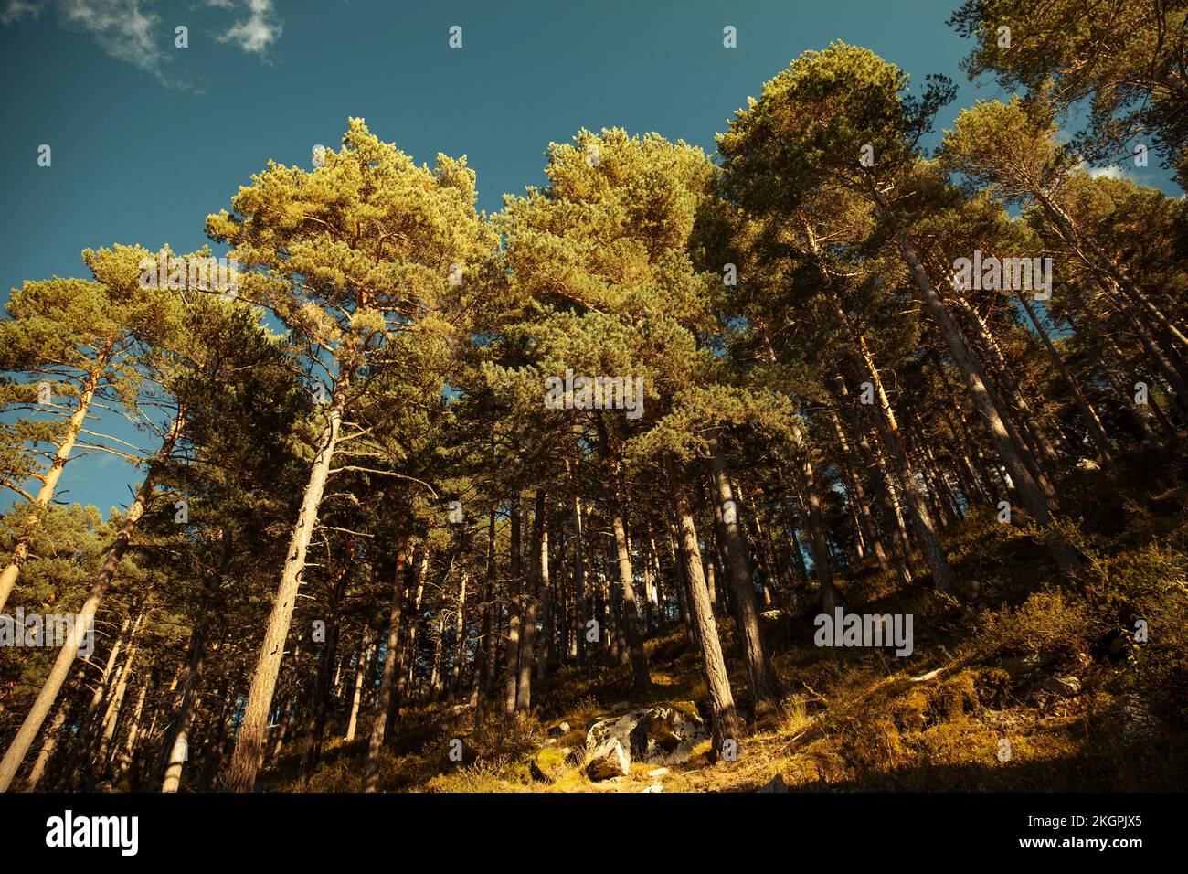 Hillside of trees hi-res stock photography and images - Alamy