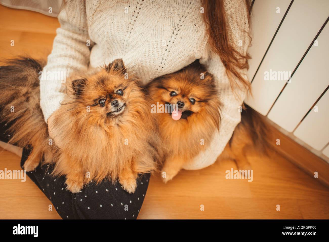 Dogs on woman's lap sitting on floor at home Stock Photo - Alamy
