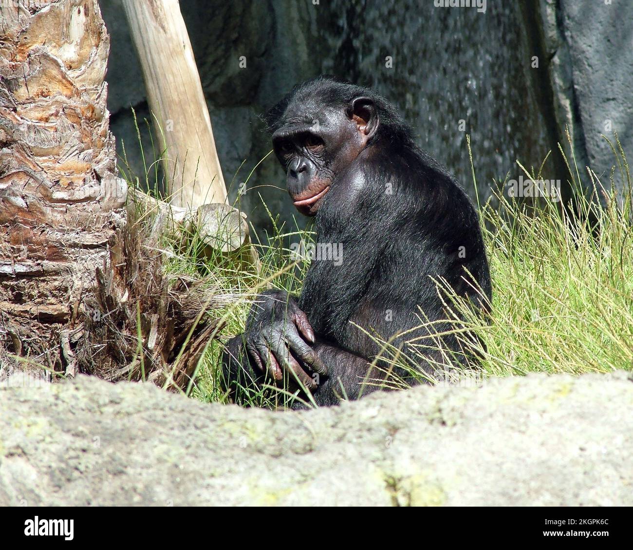 The close-up view of a pygmy chimpanzee sitting on the grass Stock ...
