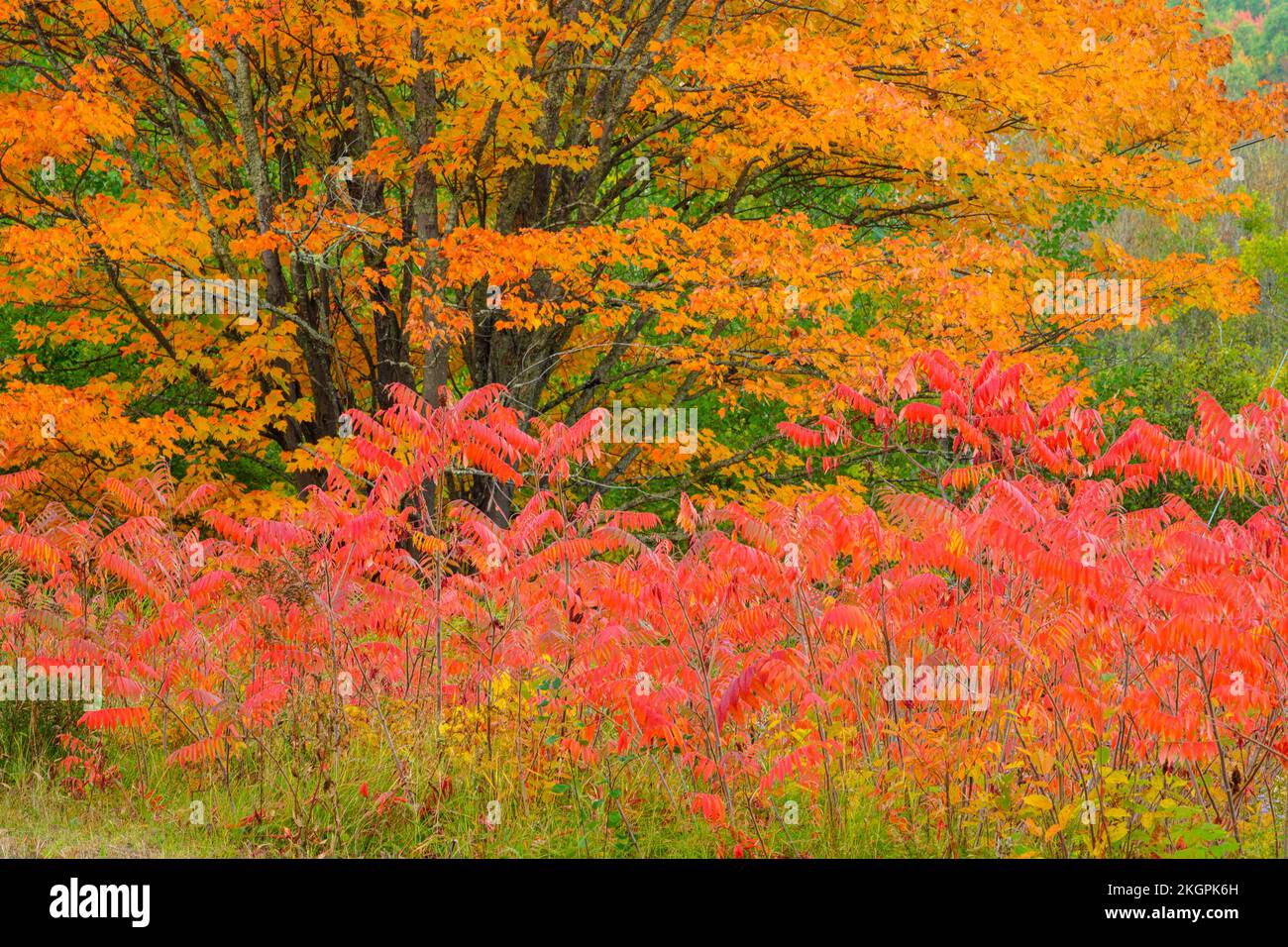 Autumn staghorn sumac foliage, Greater Sudbury, Ontario, Canada Stock ...