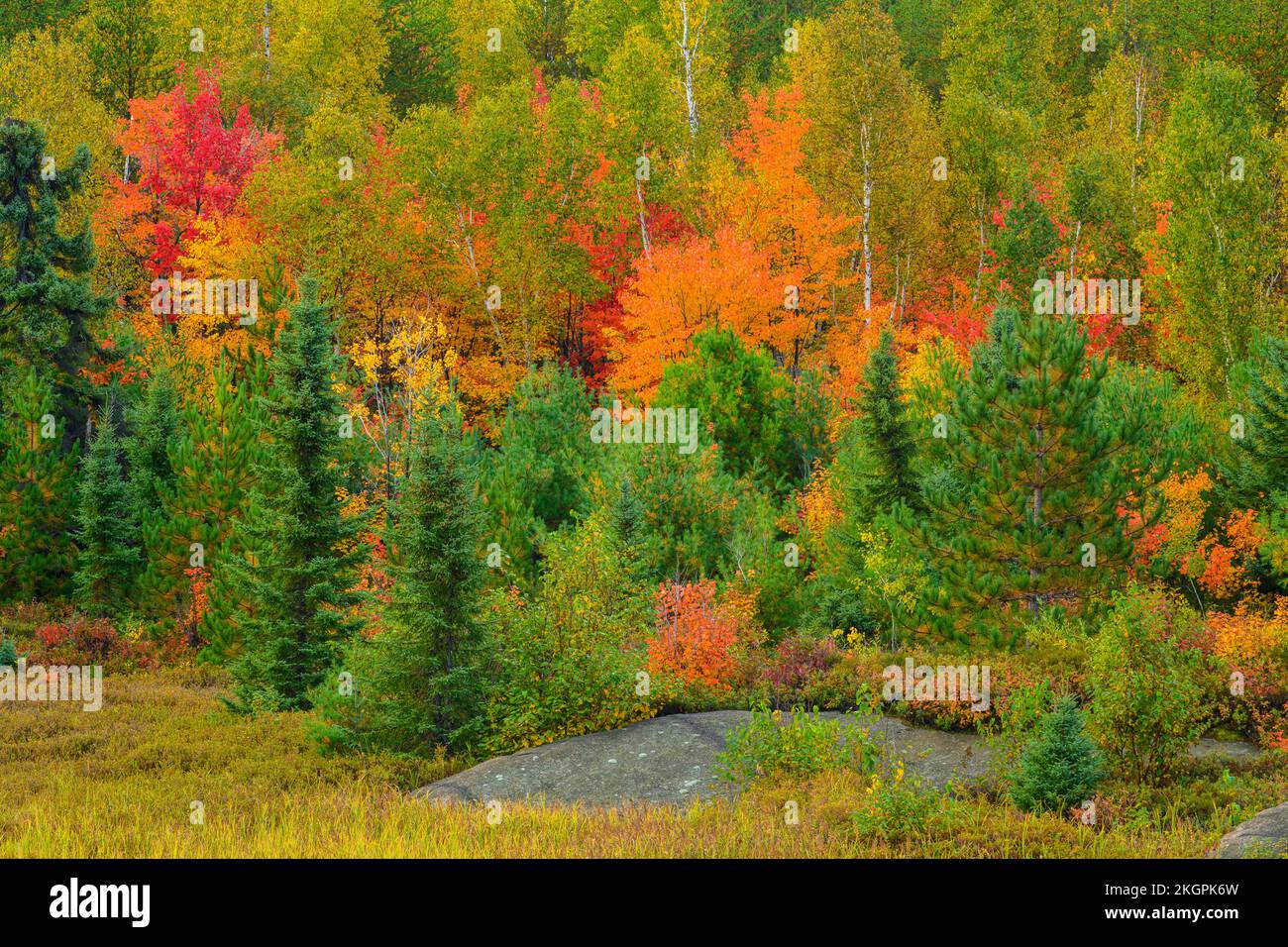 Autumn foliage in a mixed forest, Greater Sudbury, Ontario, Canada ...