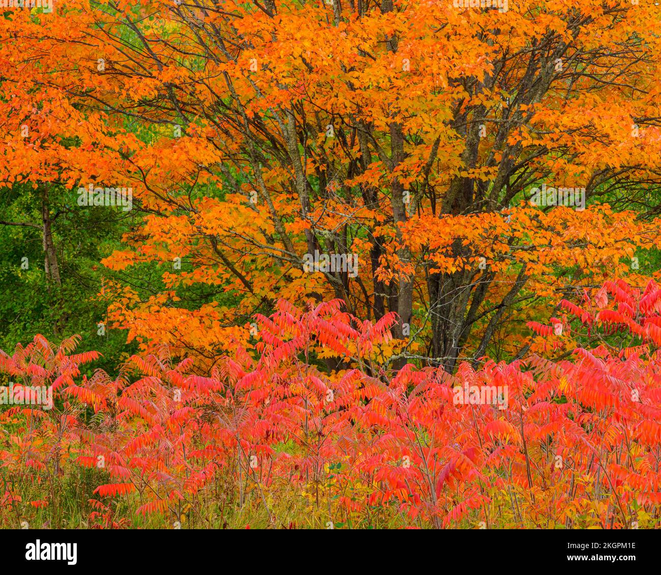 Autumn staghorn sumac foliage, Greater Sudbury, Ontario, Canada Stock ...