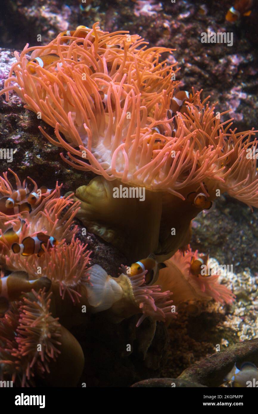 A closeup of the beautiful catalaphyllia seaweed with the clownfish ...