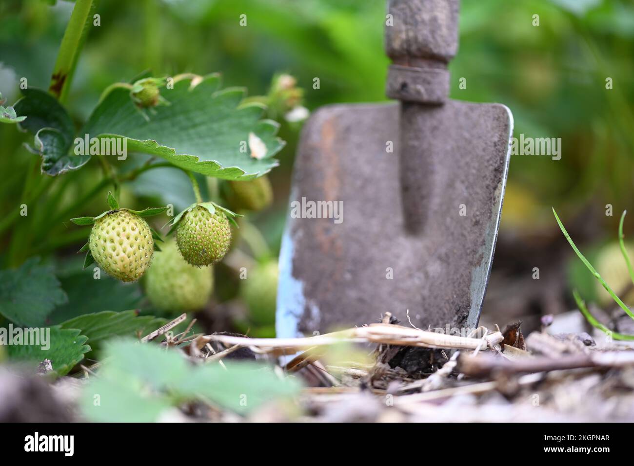 Scoop in vegable garden with yellow strawberries Stock Photo - Alamy