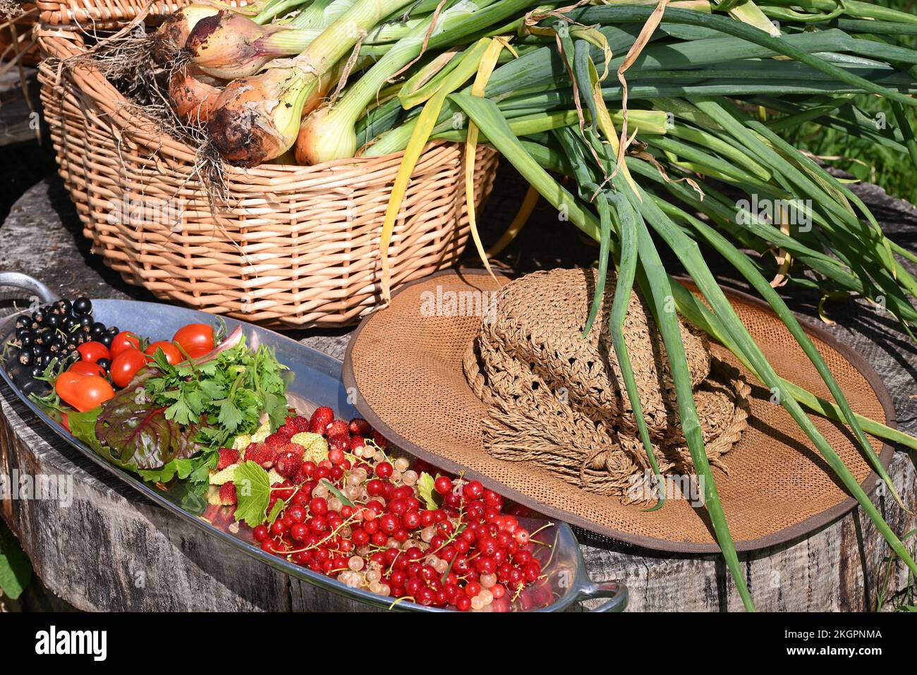 Harvest fresh gree and fruits from the vegetable garden Stock Photo - Alamy