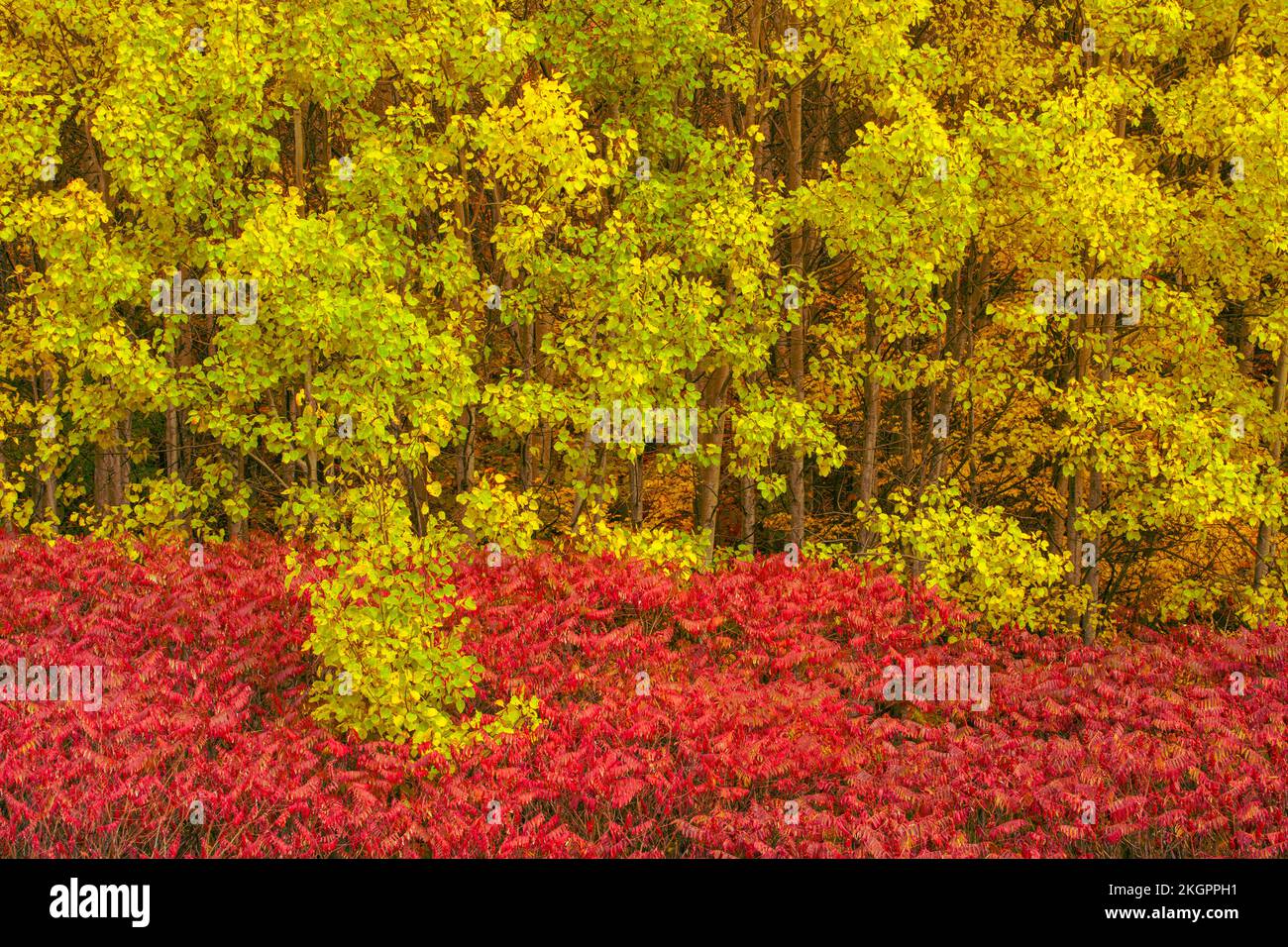 Autumn aspens and staghorn sumac, Greater Sudbury, Ontario, Canada ...