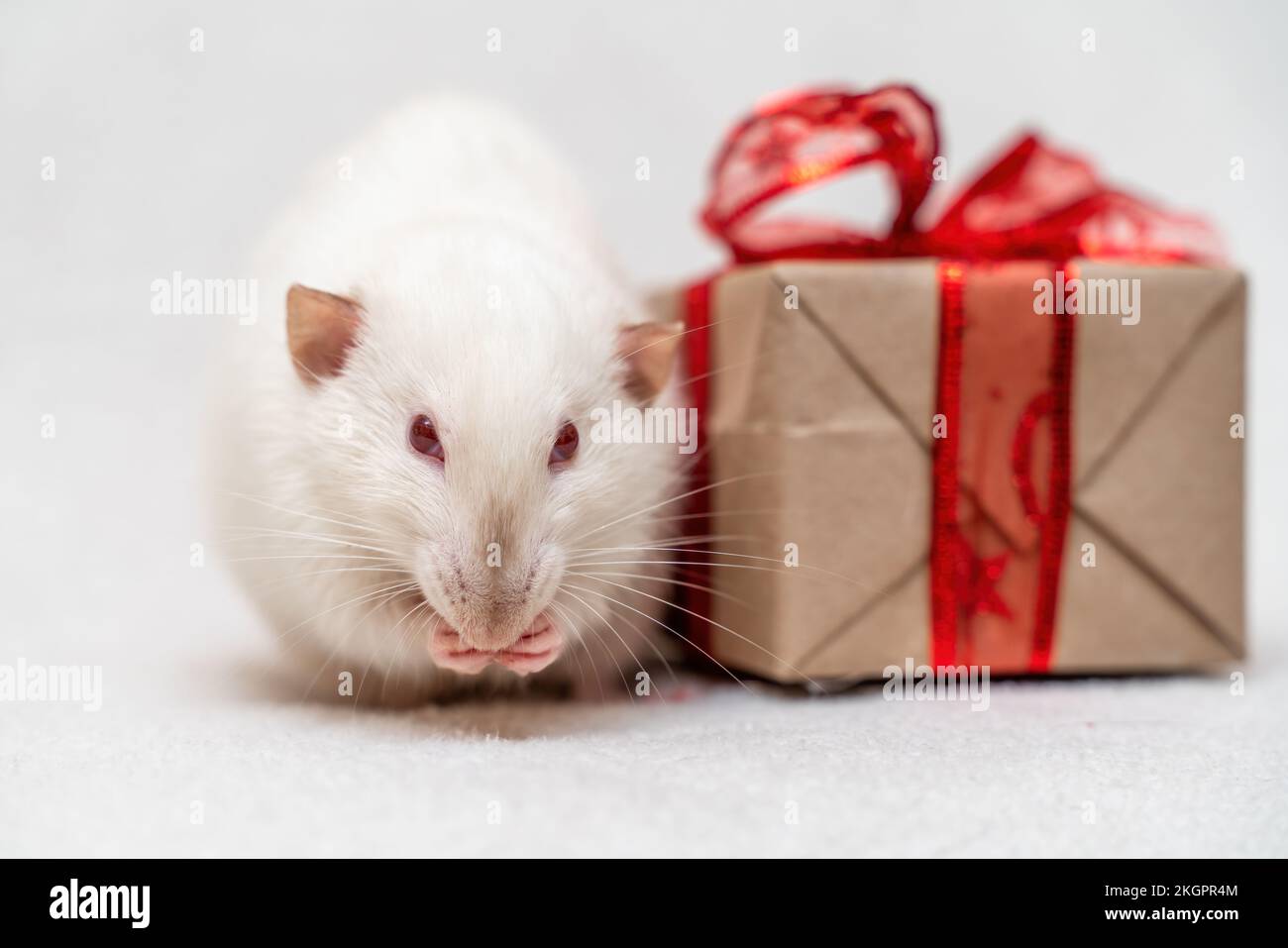 White rat gift. The rat sits on a white carpet with a gift box with a ...