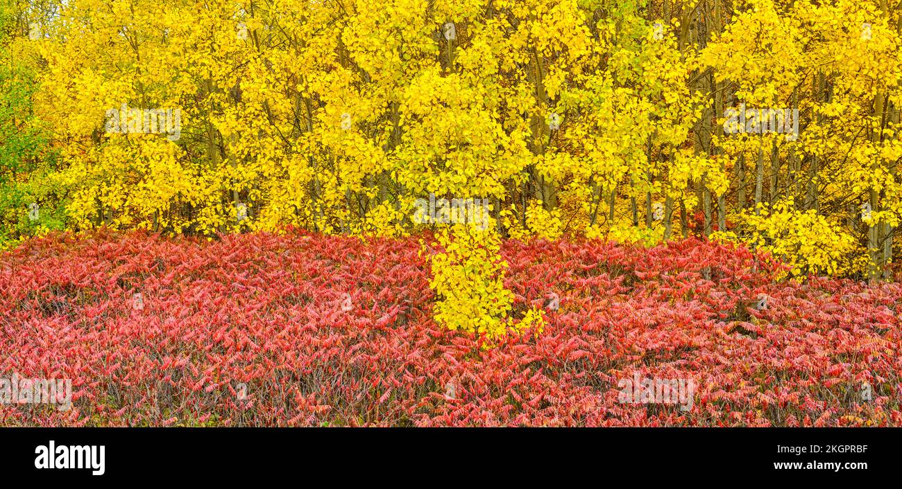 Autumn aspen foliage with staghorn sumac colony, Greater Sudbury ...