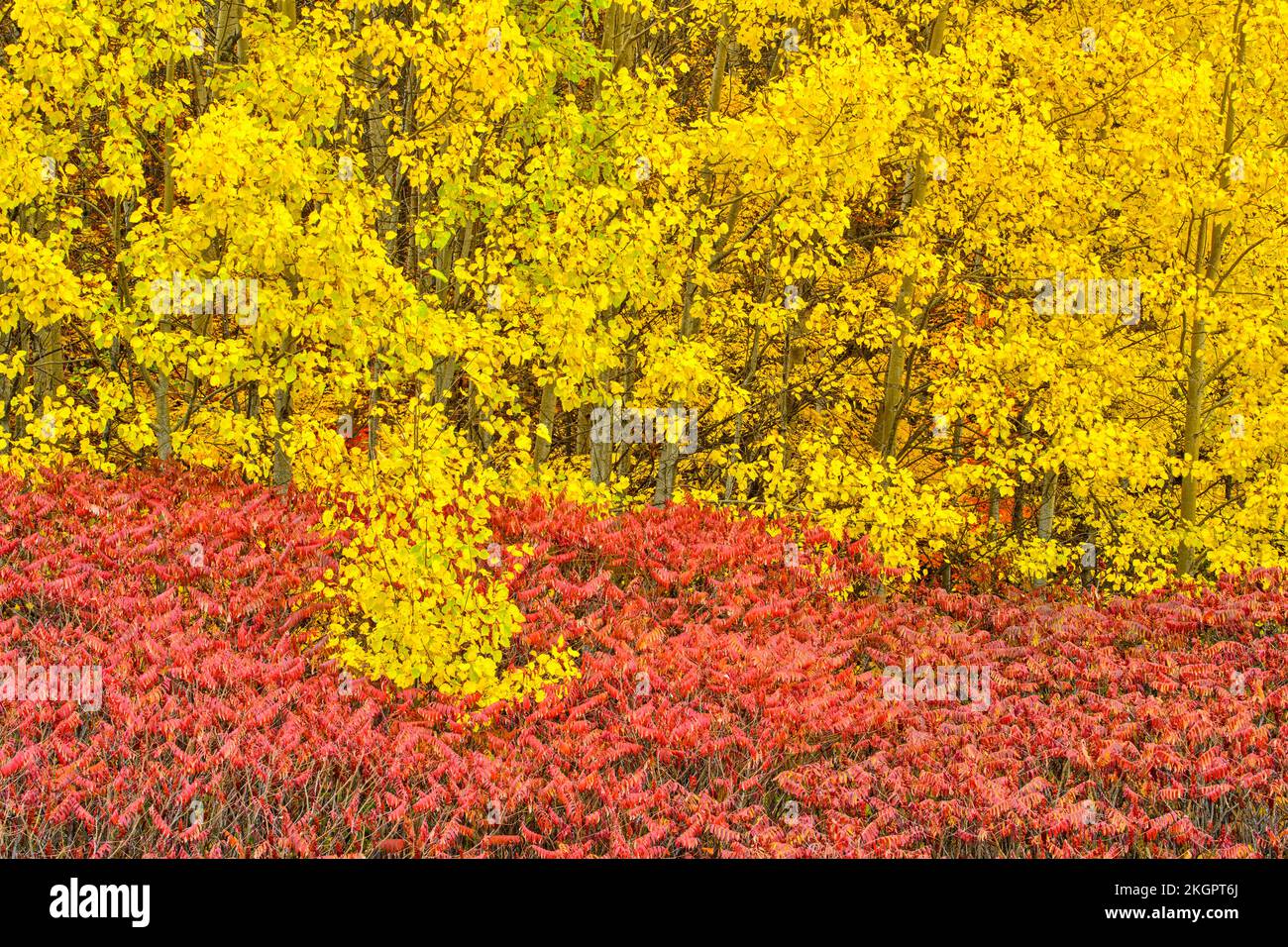 Autumn aspens and staghorn sumac, Greater Sudbury, Ontario, Canada ...