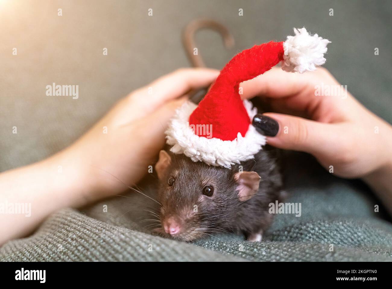Rat in Santa's hat. Symbol of the Chinese New Year. Funny black rat ...