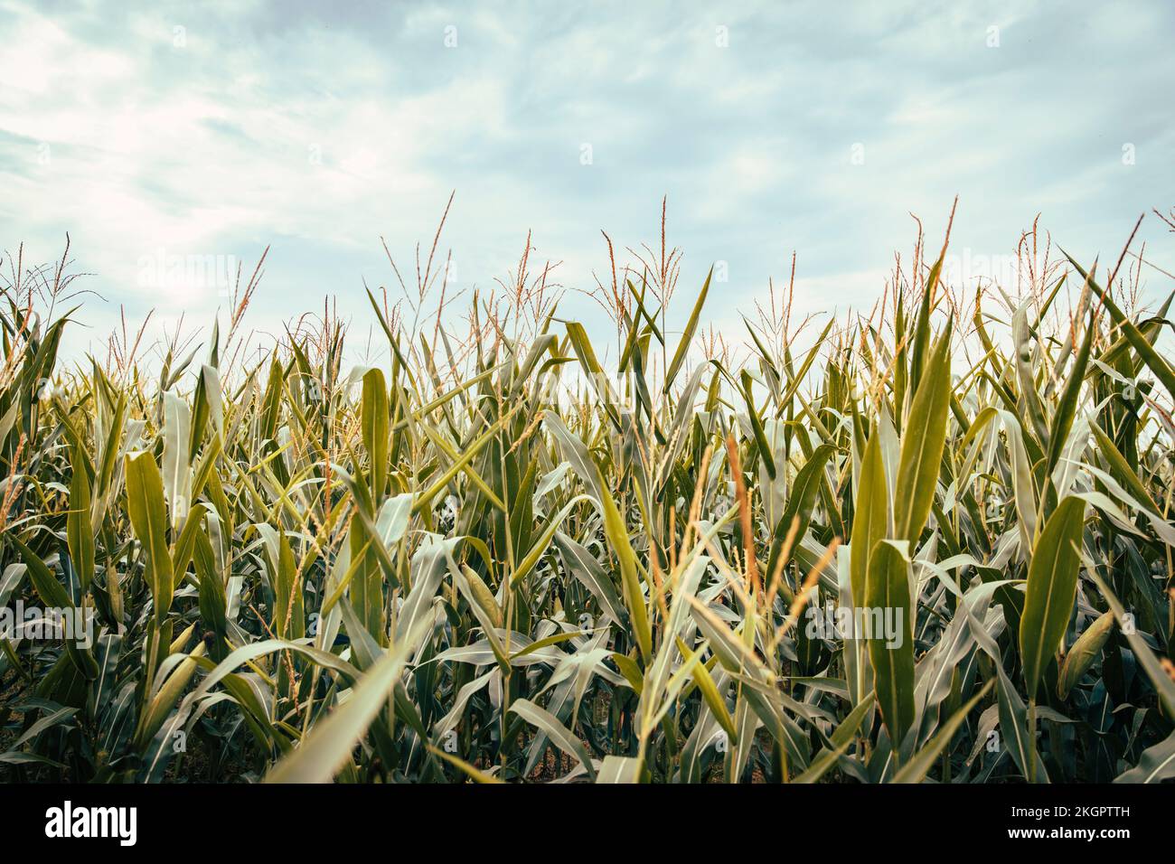 Growing field corn hi-res stock photography and images - Alamy