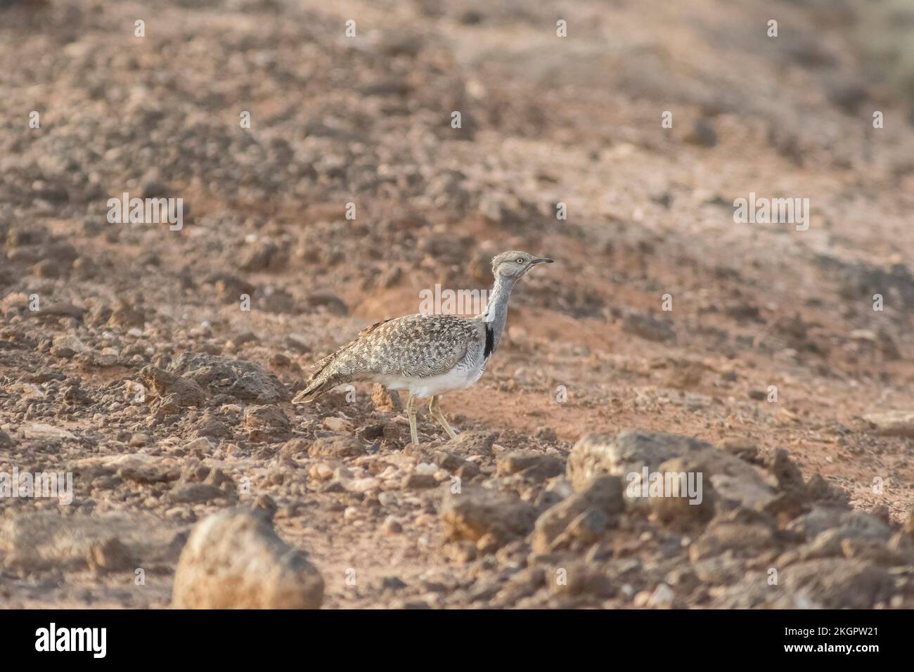 Canarian houbara (Chlamydotis undulata fuertaventurae) standing ...