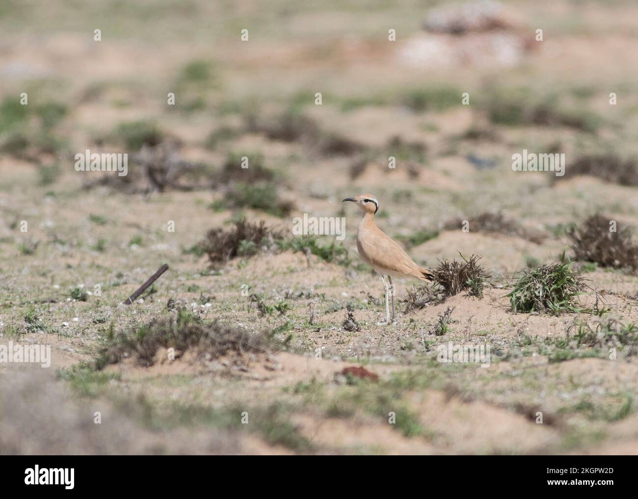 Cream-colored courser (Cursorius cursor) standing outdoors Stock Photo ...