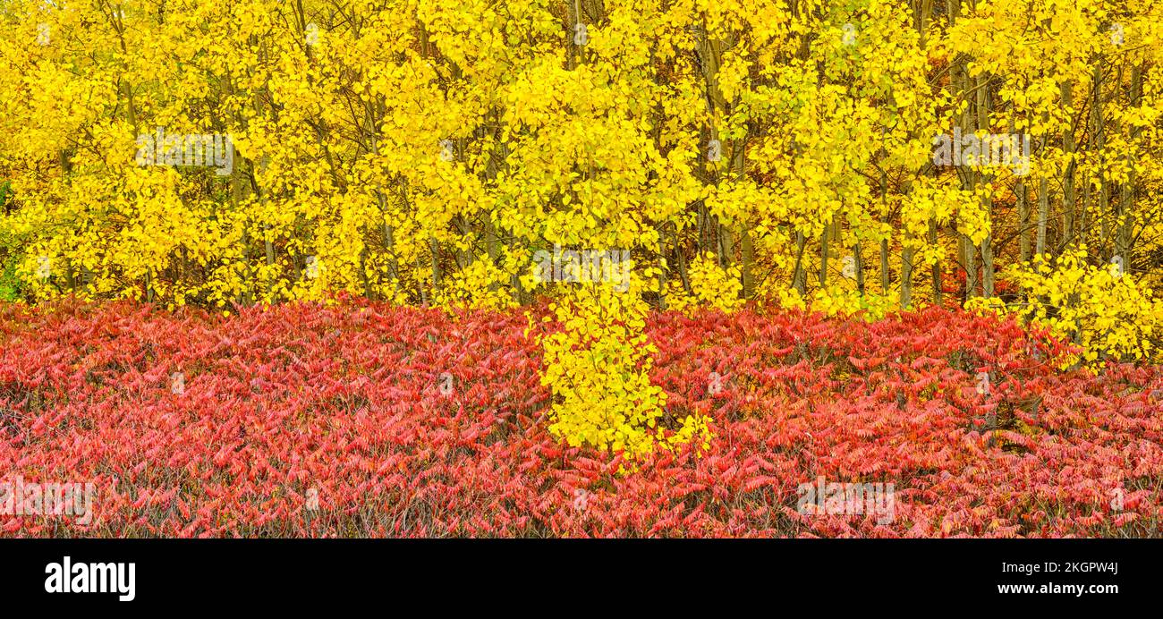 Autumn aspens and staghorn sumac, Greater Sudbury, Ontario, Canada ...