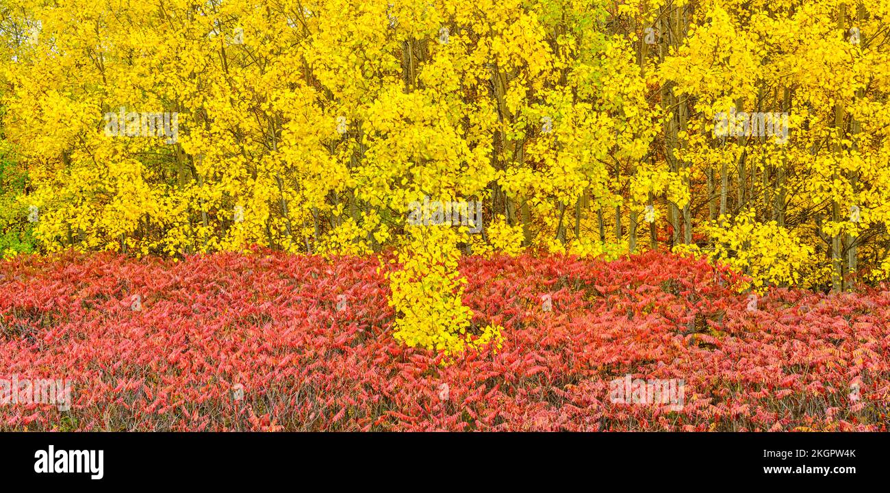Autumn aspen foliage with staghorn sumac colony, Greater Sudbury ...