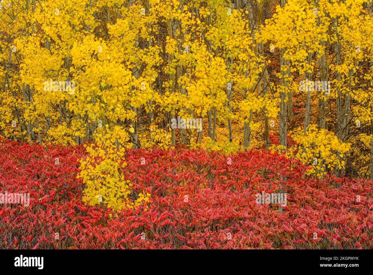 Autumn aspens and staghorn sumac, Greater Sudbury, Ontario, Canada ...