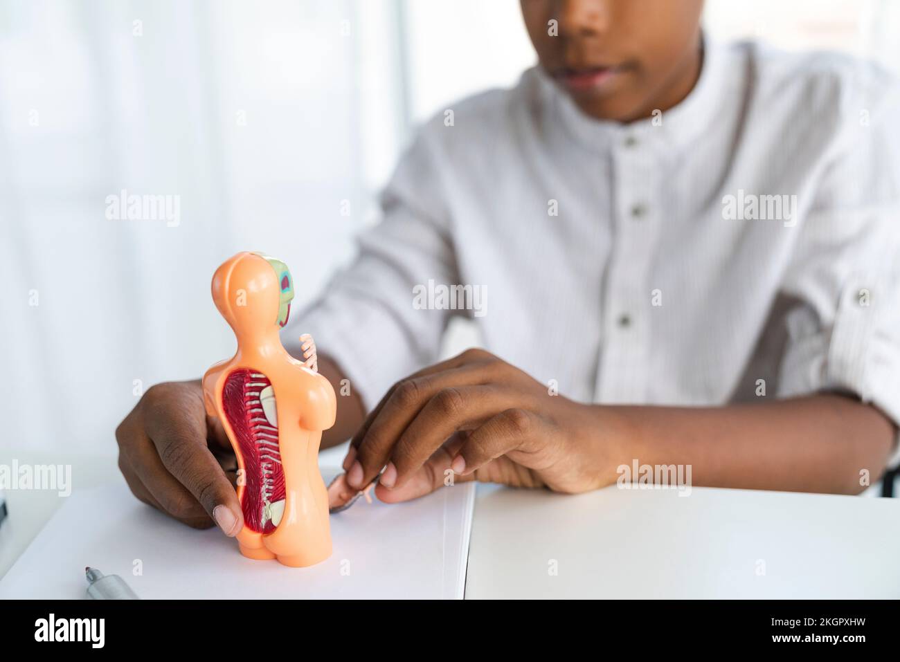 Boy analyzing biology model at home Stock Photo - Alamy