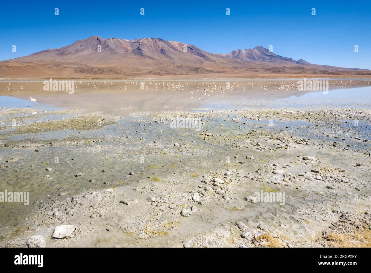Flamingos in Laguna Hedionda (North) in Nor Lipez, Potosi Department ...