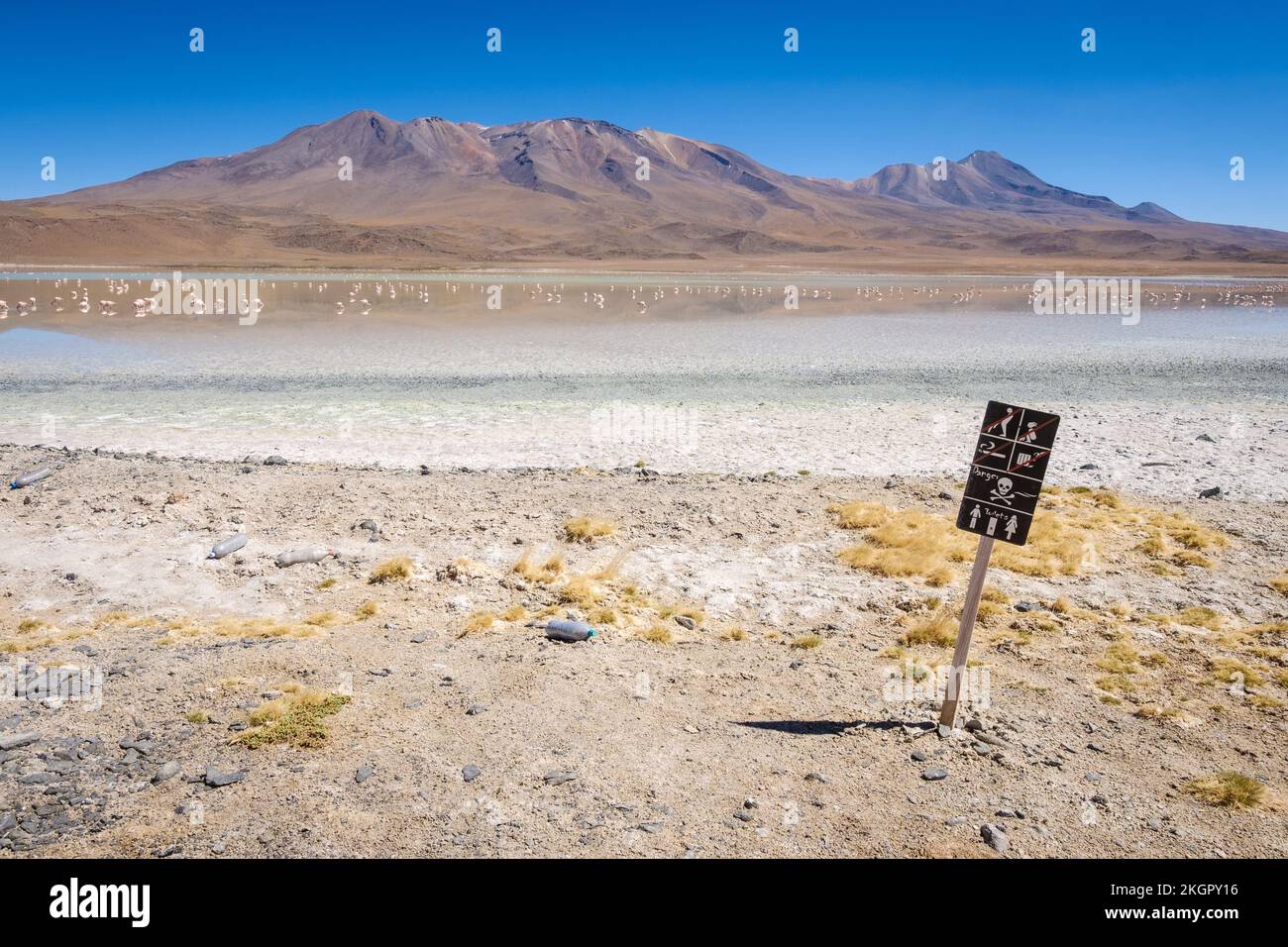 Laguna Hedionda (North) in Nor Lipez, Potosi Department, Bolivia Stock ...