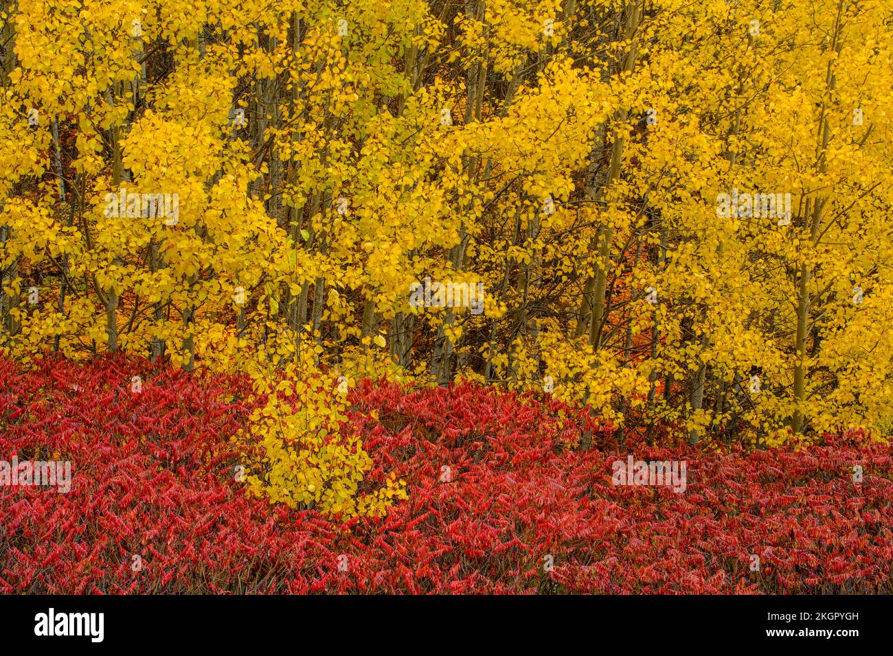 Autumn aspens and staghorn sumac, Greater Sudbury, Ontario, Canada ...