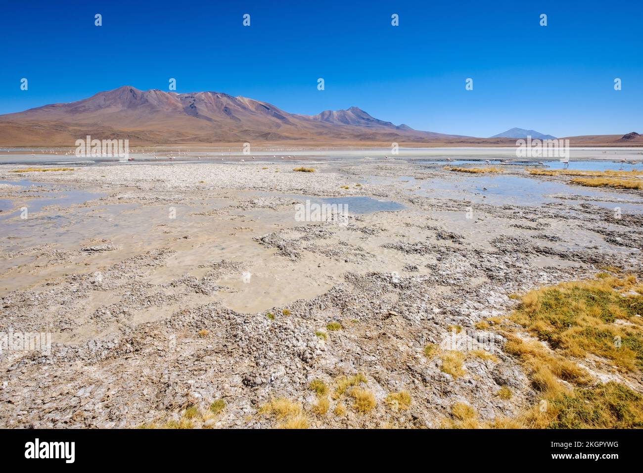 Laguna Hedionda (North) in Nor Lipez, Potosi Department, Bolivia Stock ...