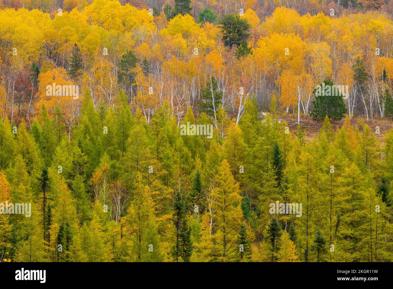 Trees deciduous trees hi-res stock photography and images - Alamy