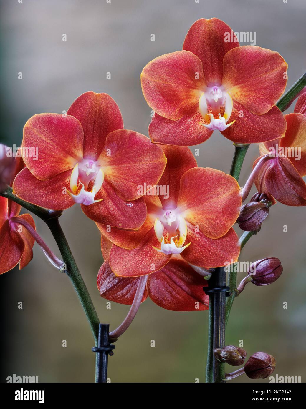 Phalaenopsis 'Horizon Gold' orchid at Aberglasney Gardens Stock Photo ...