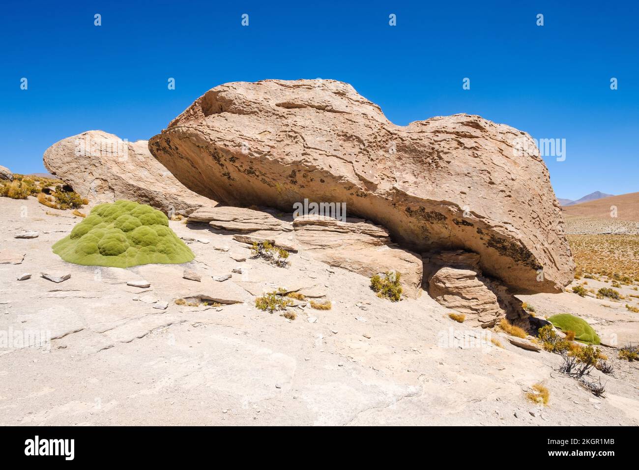 Yareta or Llareta (Azorella compacta) plant in the Altiplano Boliviano ...