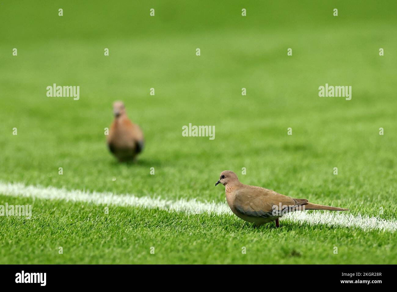Al Rajjan, Qatar. 23rd Nov, 2022. Soccer, Qatar 2022 World Cup ...