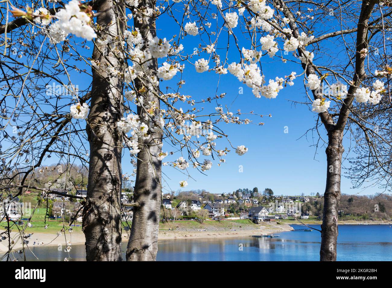 Blooming cherry tree under blue sky Stock Photo - Alamy
