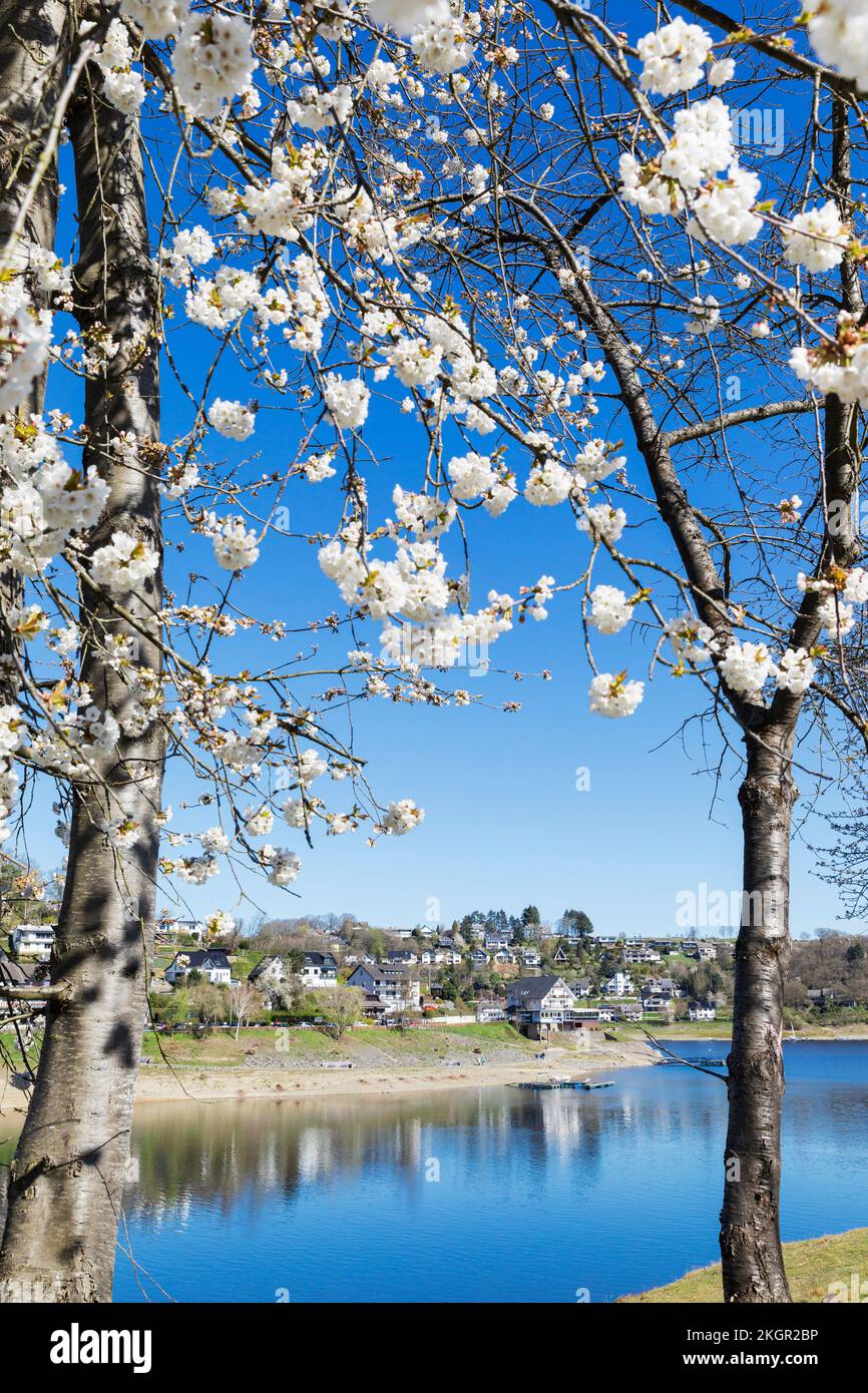 Blooming cherry tree in front of lake Stock Photo - Alamy