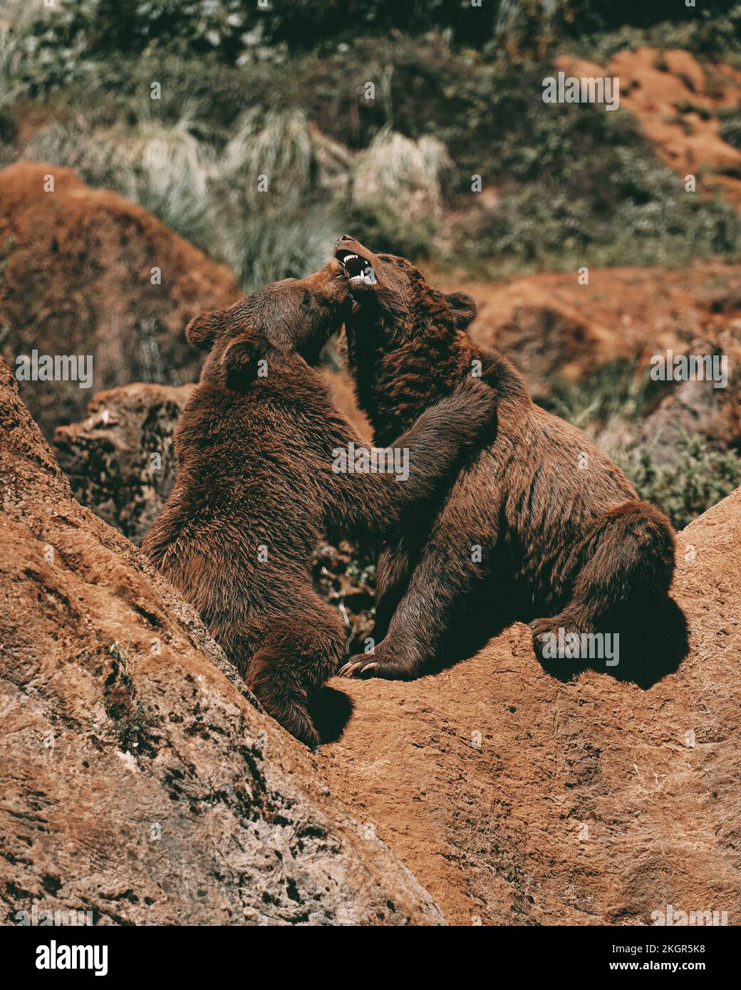 Kissing bears hi-res stock photography and images - Alamy