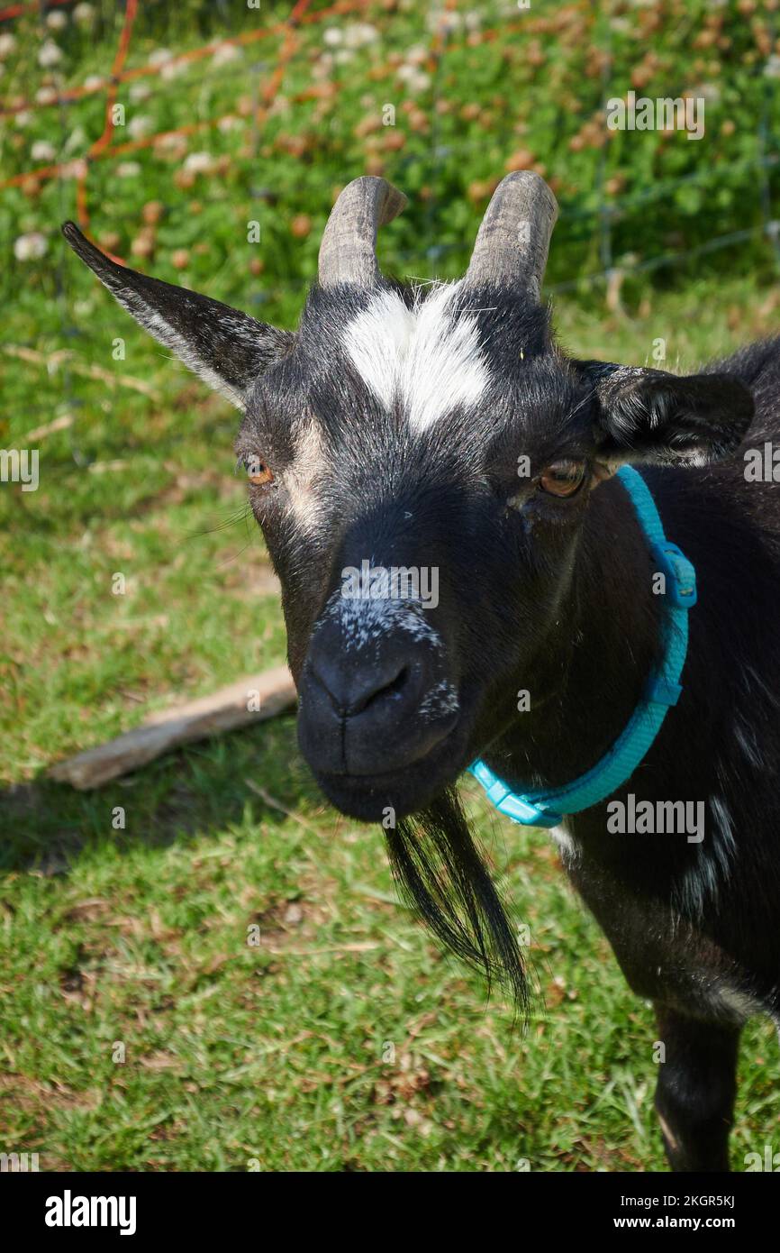 A selective focus shot of a black goat with a blue rope around its neck ...