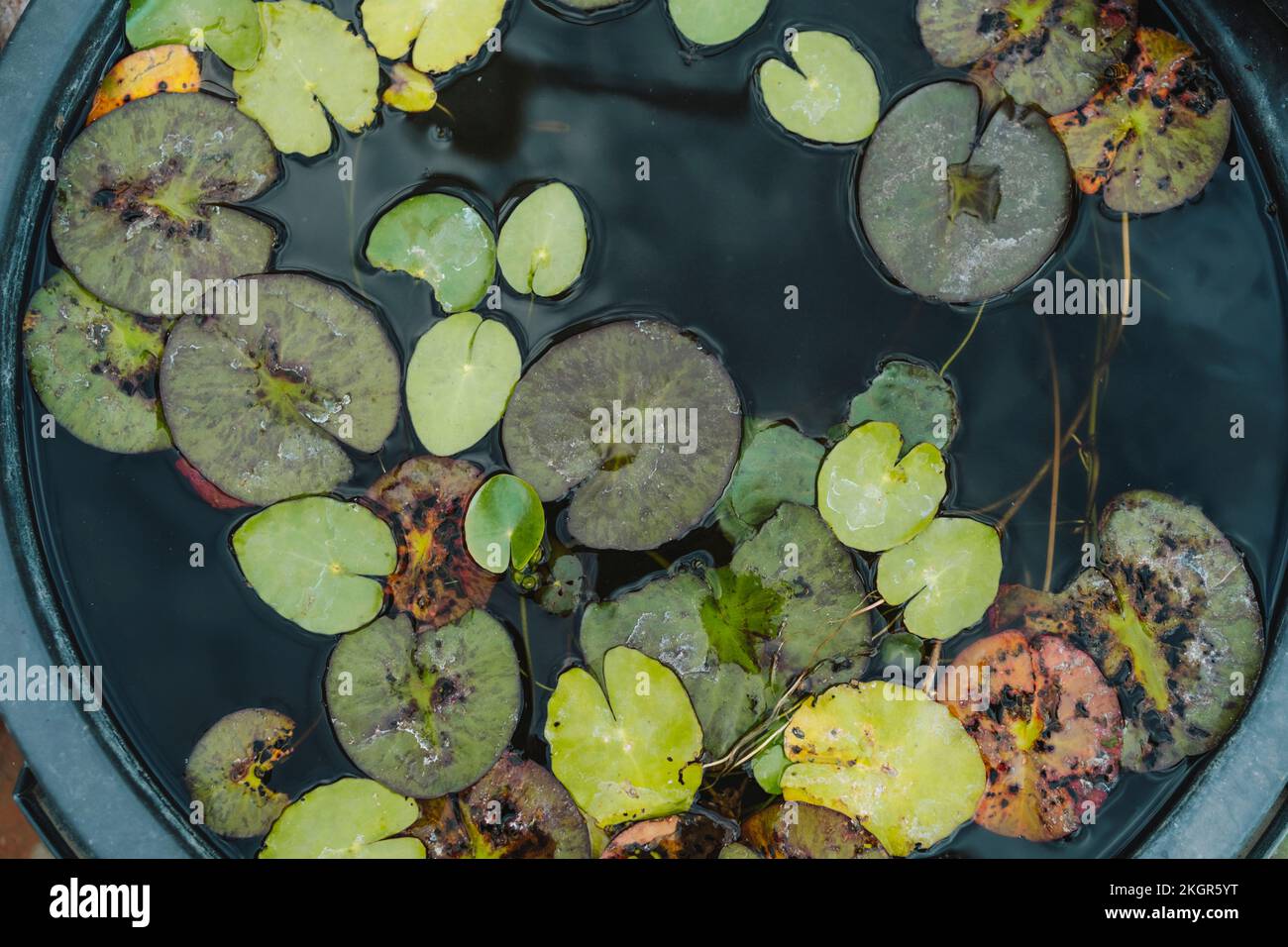 Leaves floating on water in bucket at garden Stock Photo - Alamy