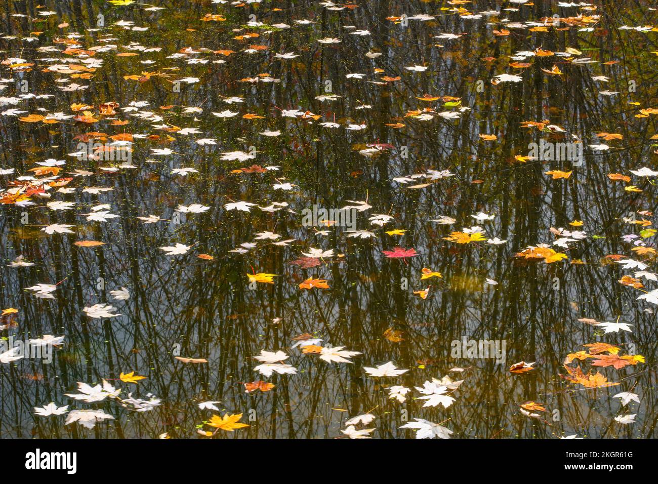 Swamp patterns hi-res stock photography and images - Alamy