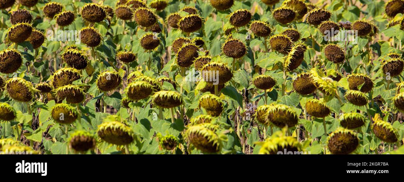 A close-up shot of a ripe sunflower field in the daytime Stock Photo ...