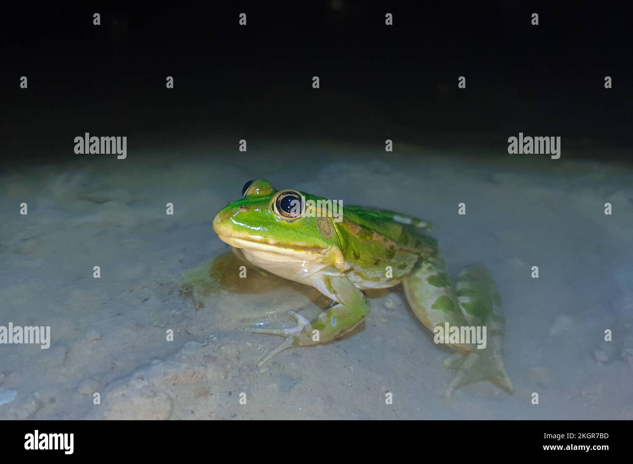 A close-up shot of a green frog in a rocky water Stock Photo - Alamy