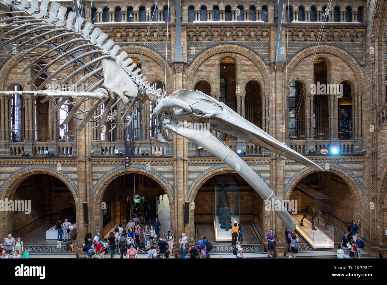 A close-up shot of the blue whale skeleton in the Natural History ...