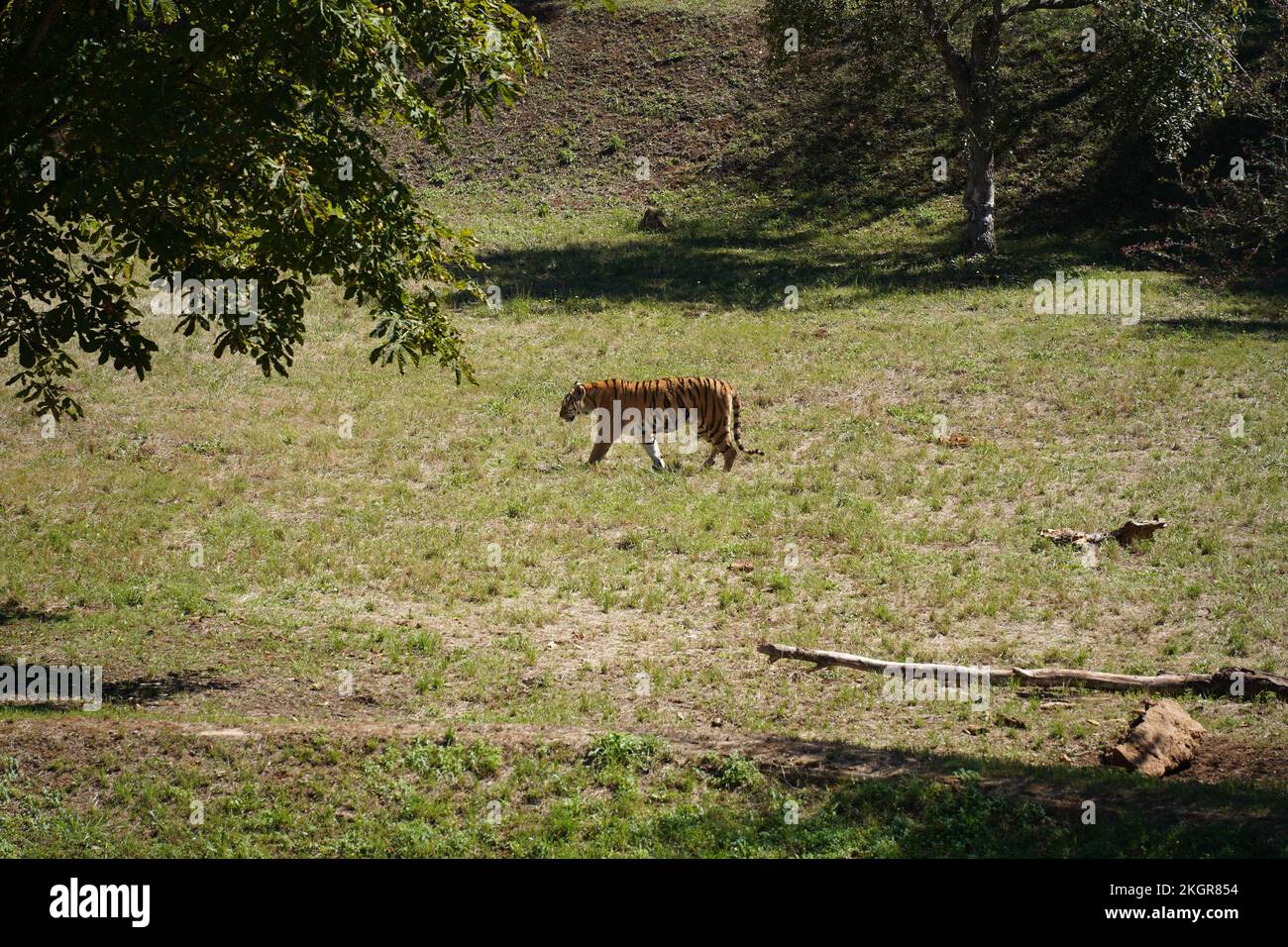 A single Bengal tiger on a field in the daytime Stock Photo - Alamy