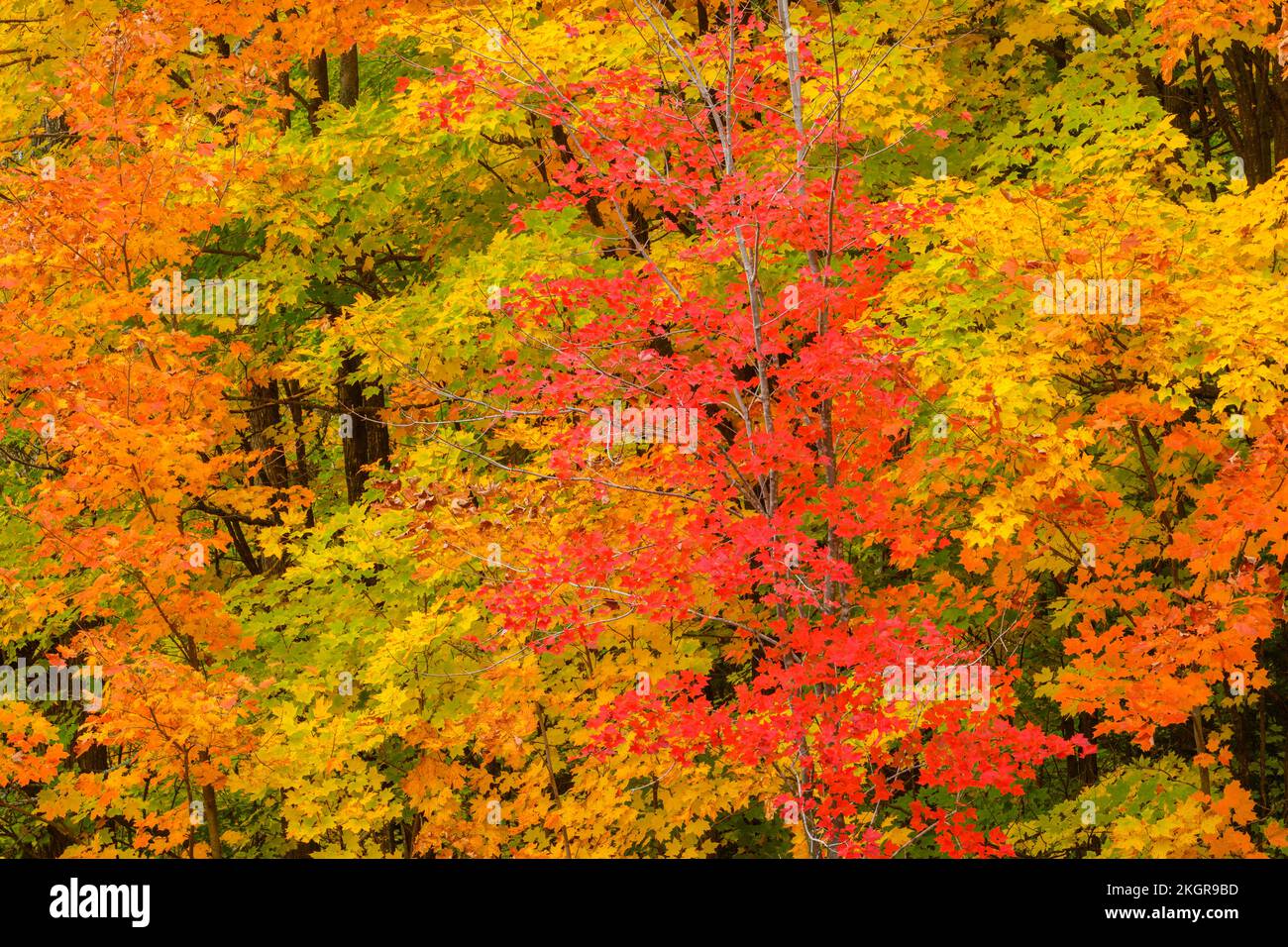 Autumn maples in the deciduous forest, Killarney, Ontario, Canada Stock ...