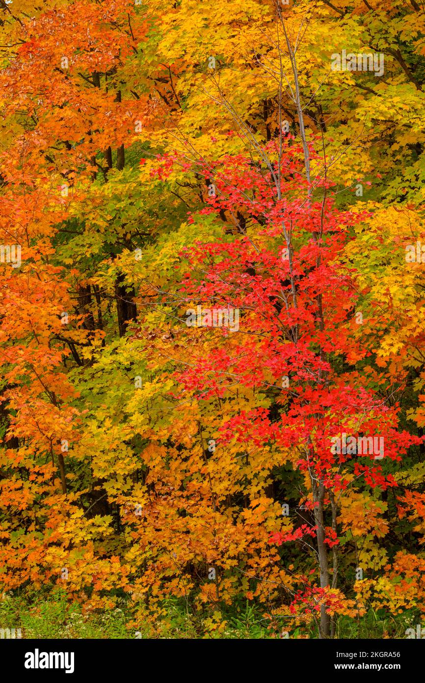 Autumn maples in the deciduous forest, Killarney, Ontario, Canada Stock ...