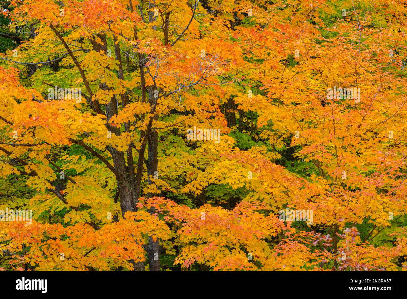 Autumn maples in the deciduous forest, Killarney, Ontario, Canada Stock ...