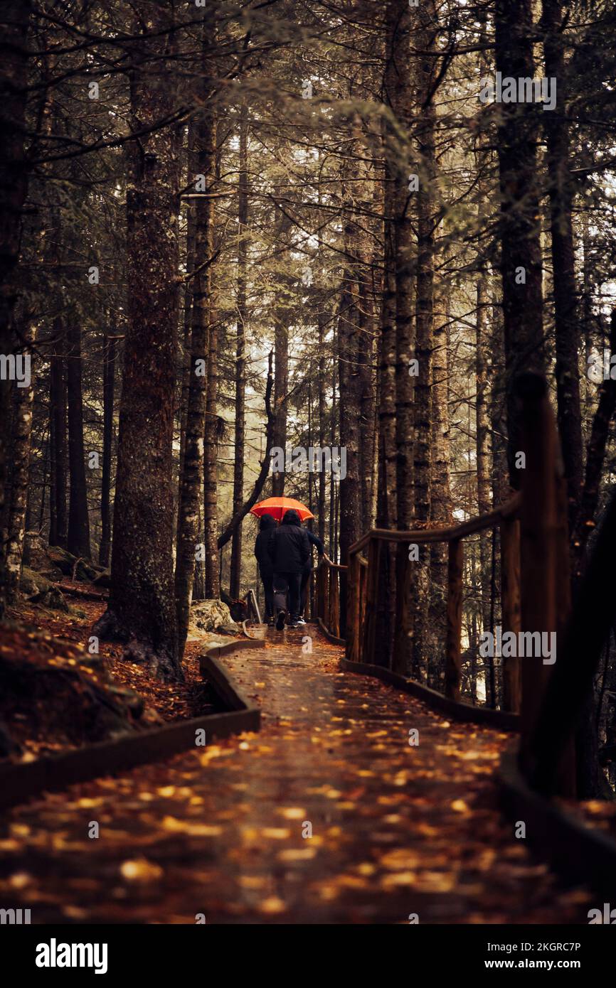 Spain, Catalonia, People walking along boardwalk in autumn forest Stock ...