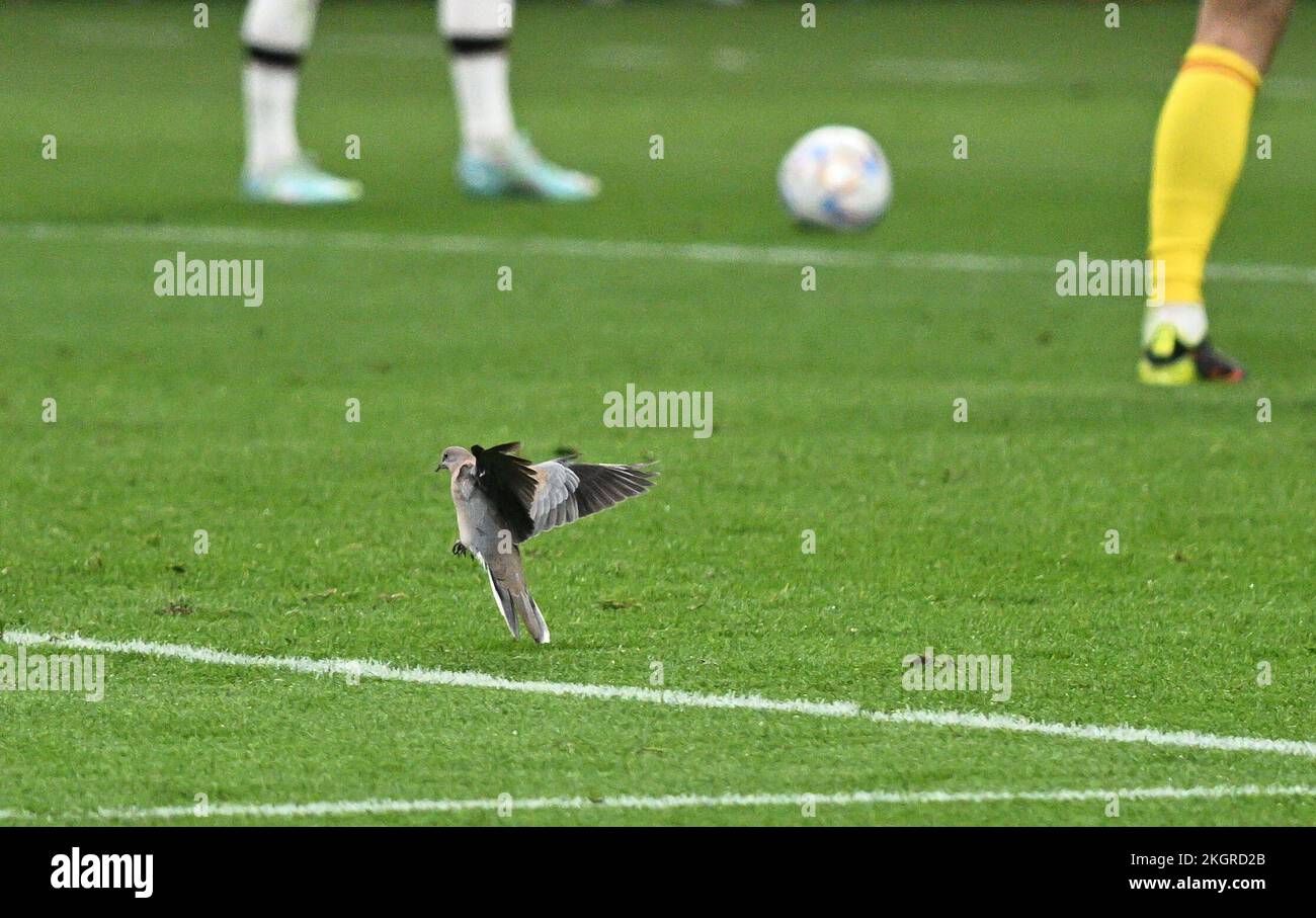 Doha, Qatar. 23rd Nov, 2022. A bird is seen in the field during the ...