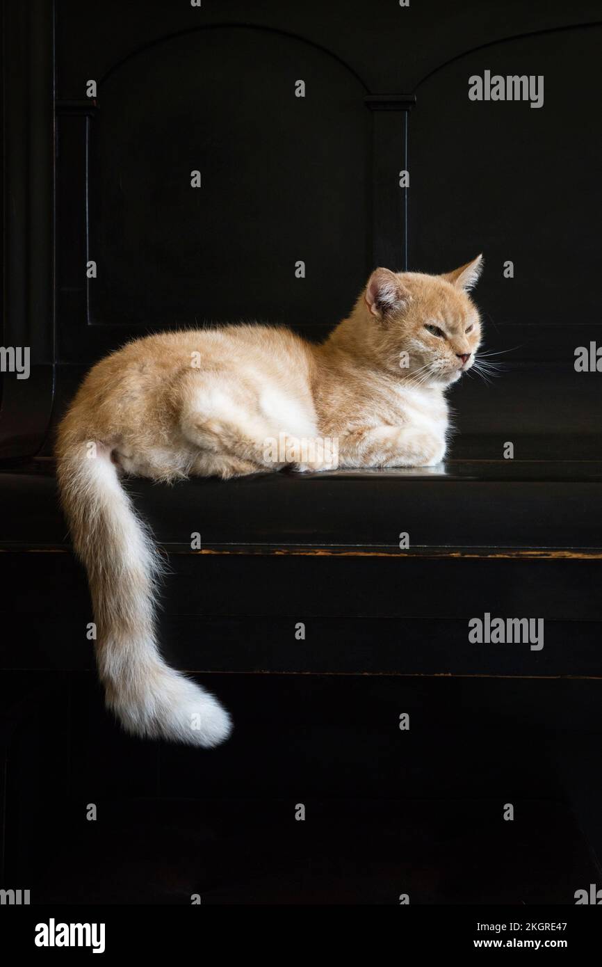 Top view cat hi-res stock photography and images - Alamy