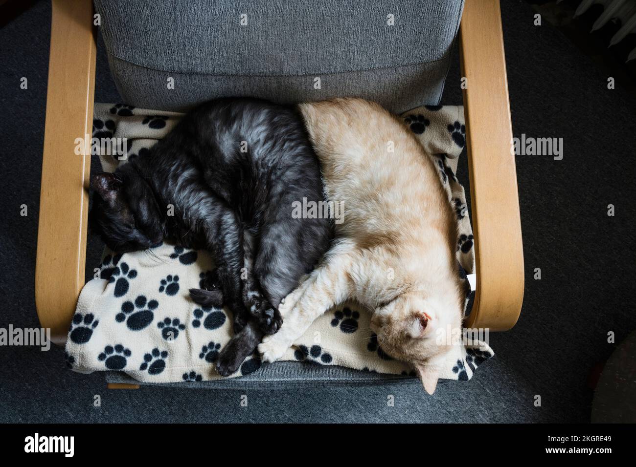 Two cats sleeping together on chair Stock Photo - Alamy