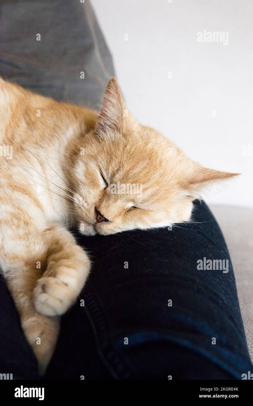 Leg cat woman female hi-res stock photography and images - Alamy