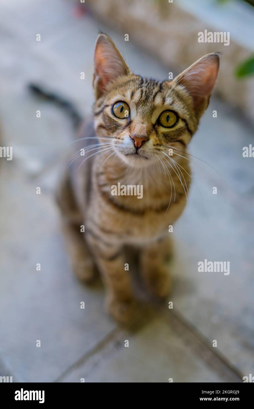 Stray cat staring camera hi-res stock photography and images - Alamy